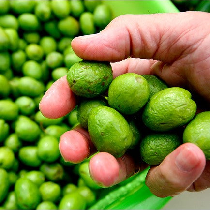 Polyphenol-Rich Olive Oil | Olive from the Raw